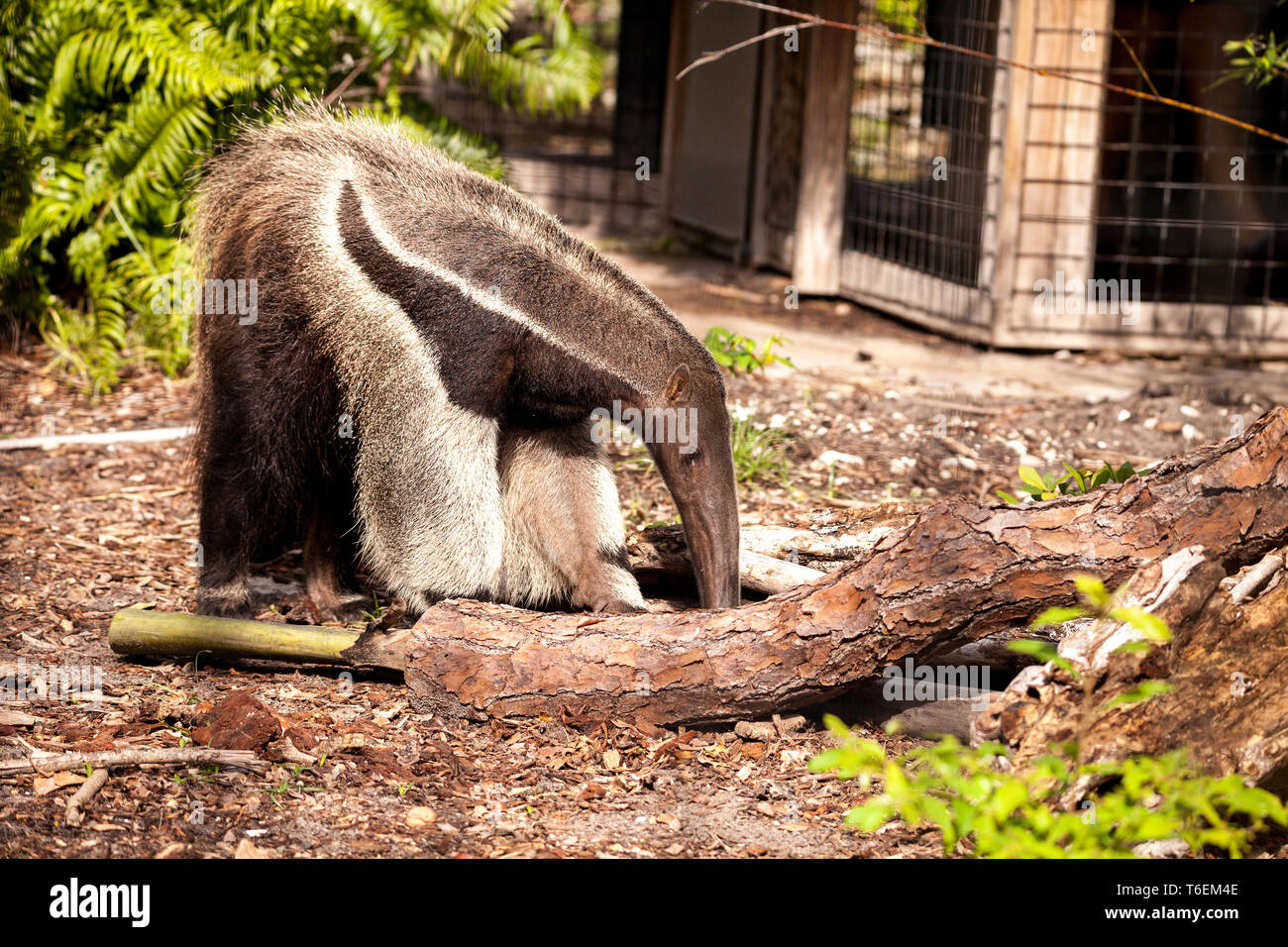 Giant anteater myrmecophaga tridactyla hi-res stock photography and ...