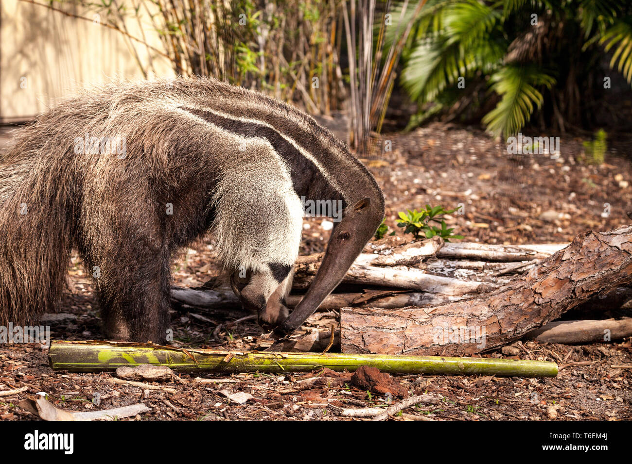 Giant anteater Myrmecophaga tridactyla forages under logs Stock Photo ...