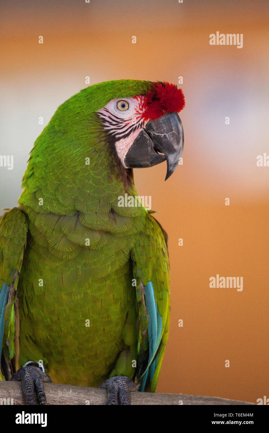 Military macaw bird Ara militaris Stock Photo - Alamy