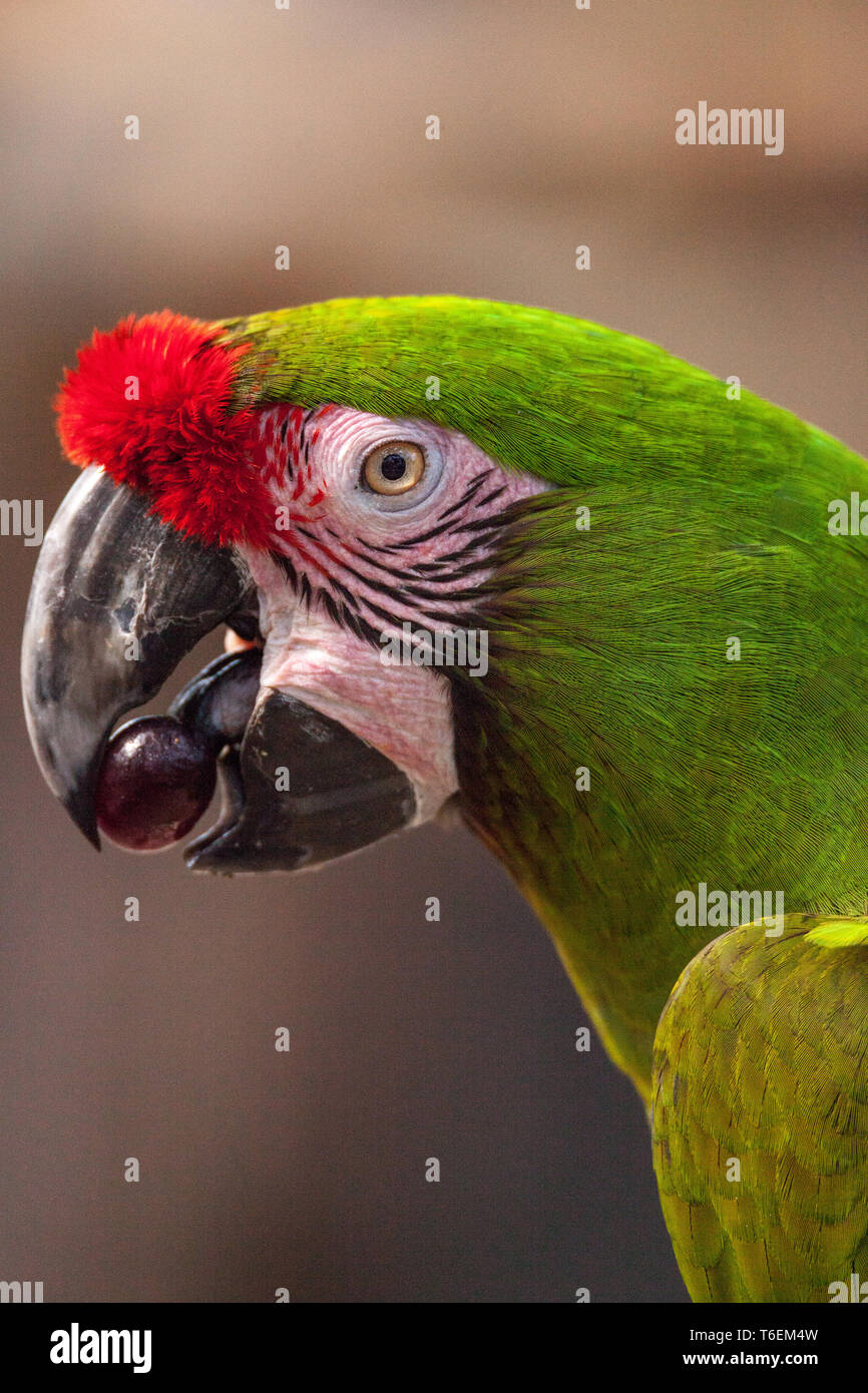 Military macaw bird Ara militaris Stock Photo - Alamy