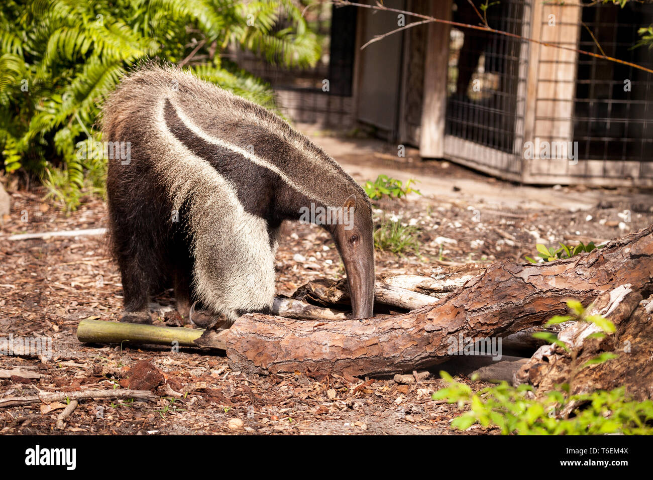 Giant anteater Myrmecophaga tridactyla forages under logs Stock Photo ...