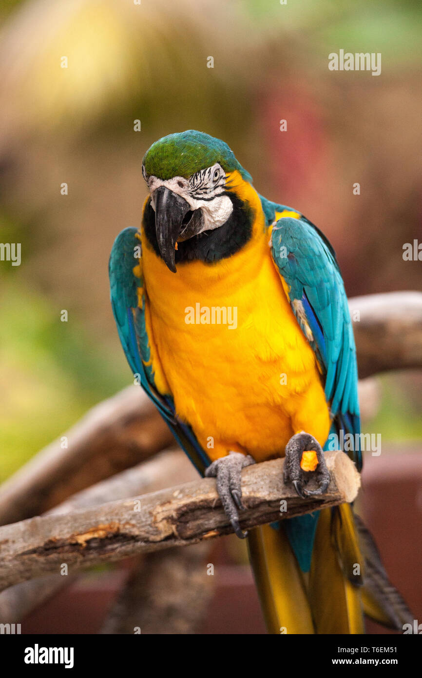 Blue and gold macaw bird Ara ararauna Stock Photo - Alamy