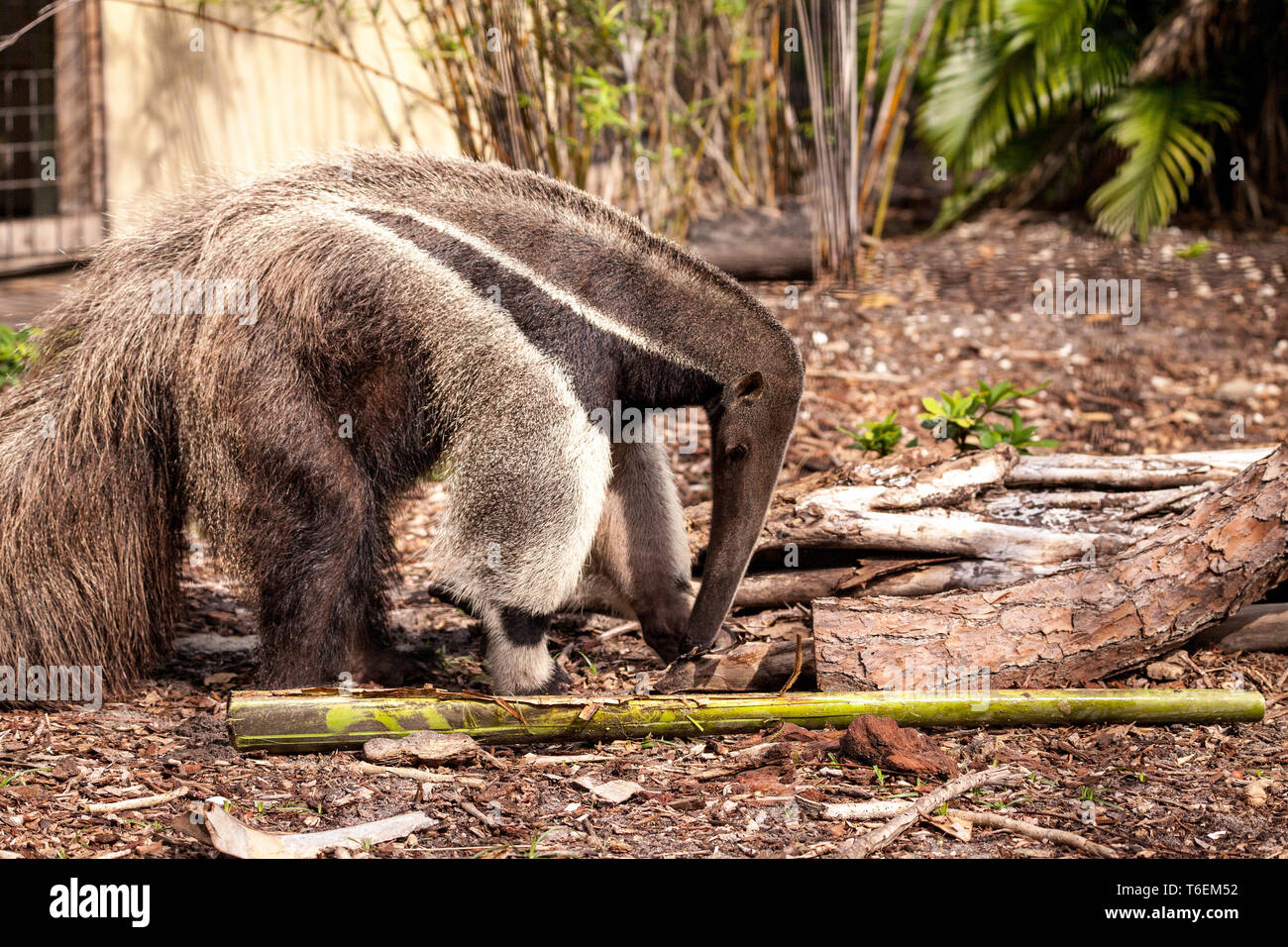 Giant anteater myrmecophaga tridactyla hi-res stock photography and ...