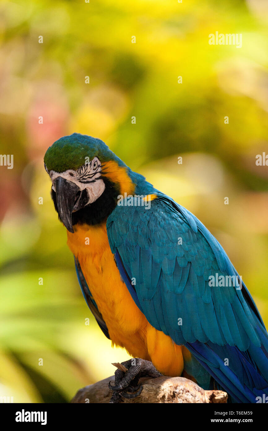 Blue and gold macaw bird Ara ararauna Stock Photo - Alamy