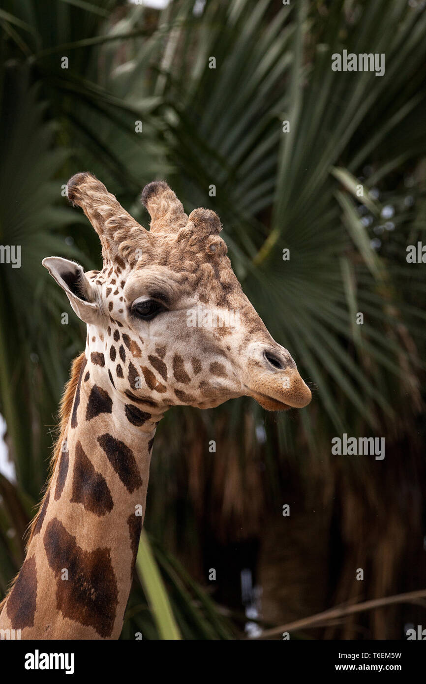 Reticulated giraffe giraffa camelopardalis reticulata hi-res stock ...