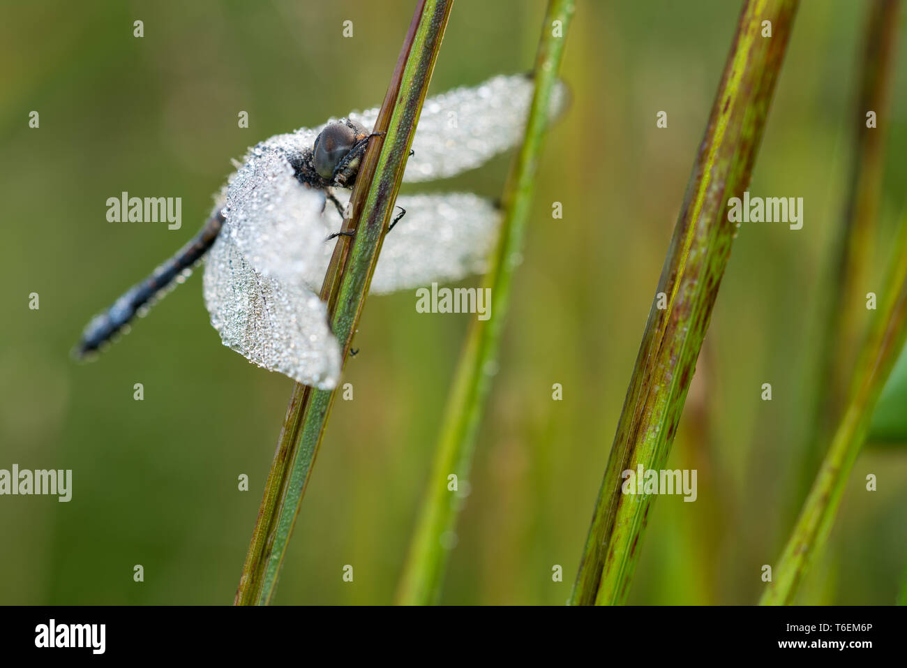Dragonfly sunrise hi-res stock photography and images - Alamy