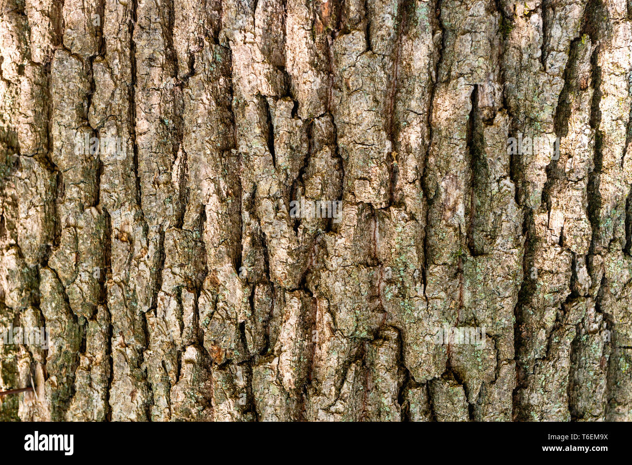 Seamless Oak Bark Texture