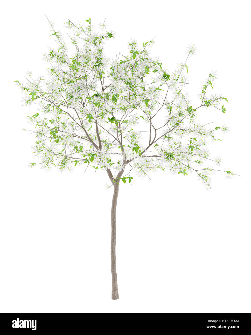 flowering lemon tree isolated on white background Stock Photo - Alamy