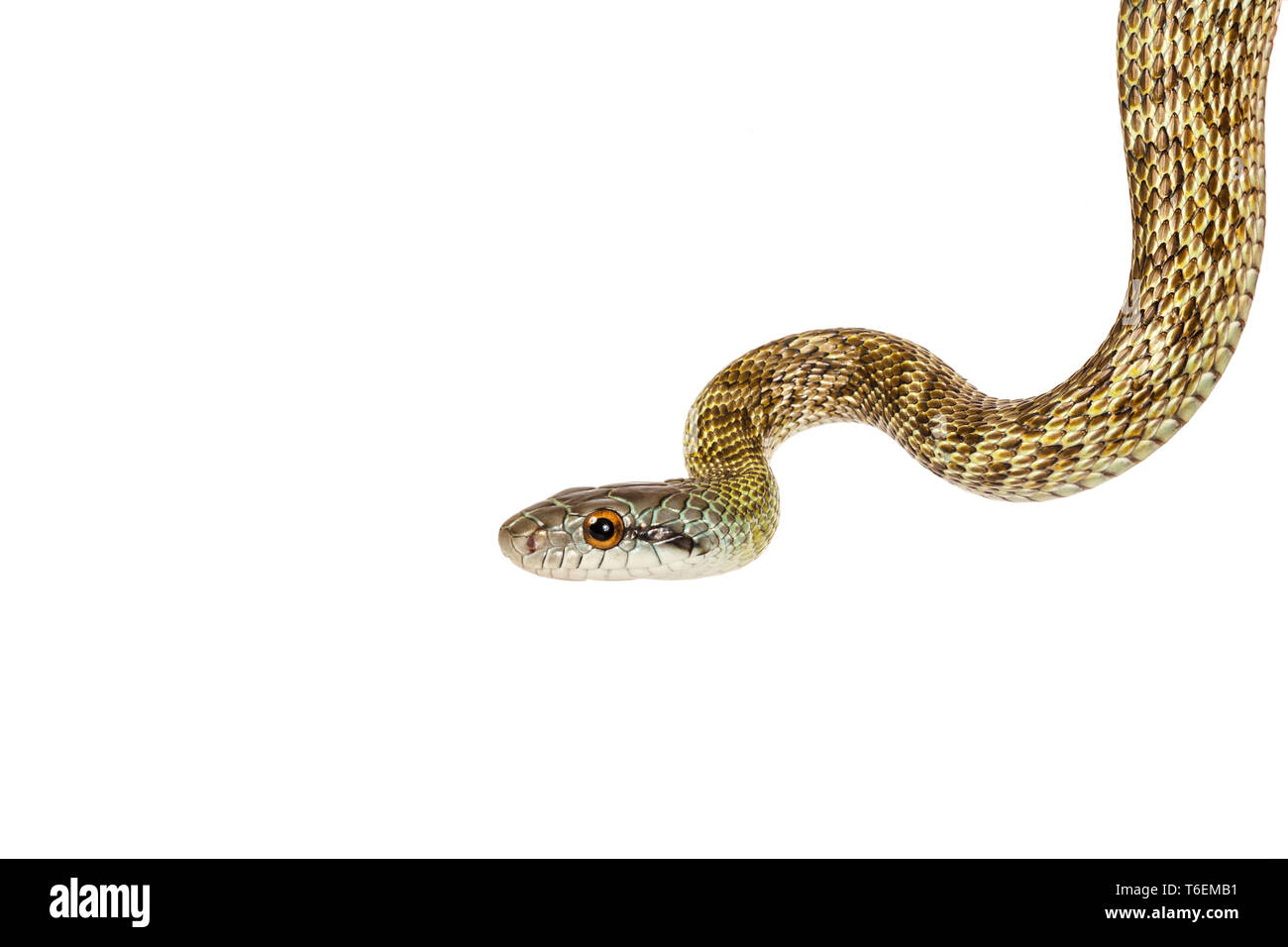 Snake White Background