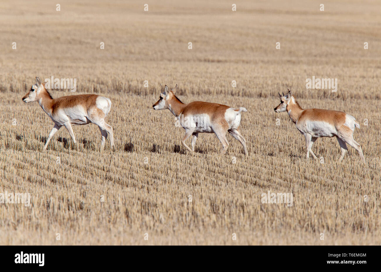 Prairie Pronghorn Antelope In Spring Saskatcherwan Canada Stock Photo ...
