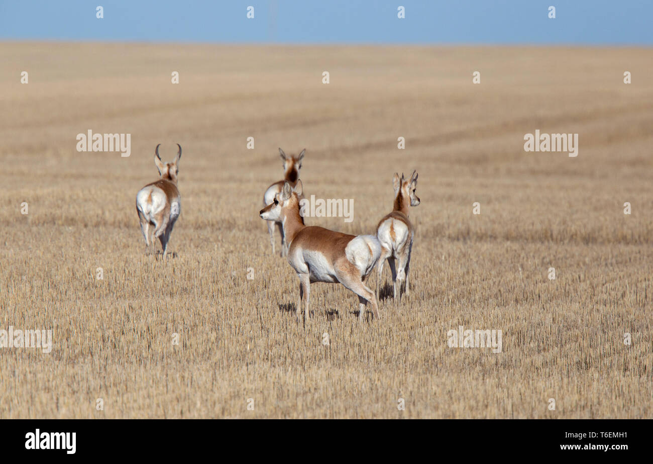 Prairie Pronghorn Antelope In Spring Saskatcherwan Canada Stock Photo ...
