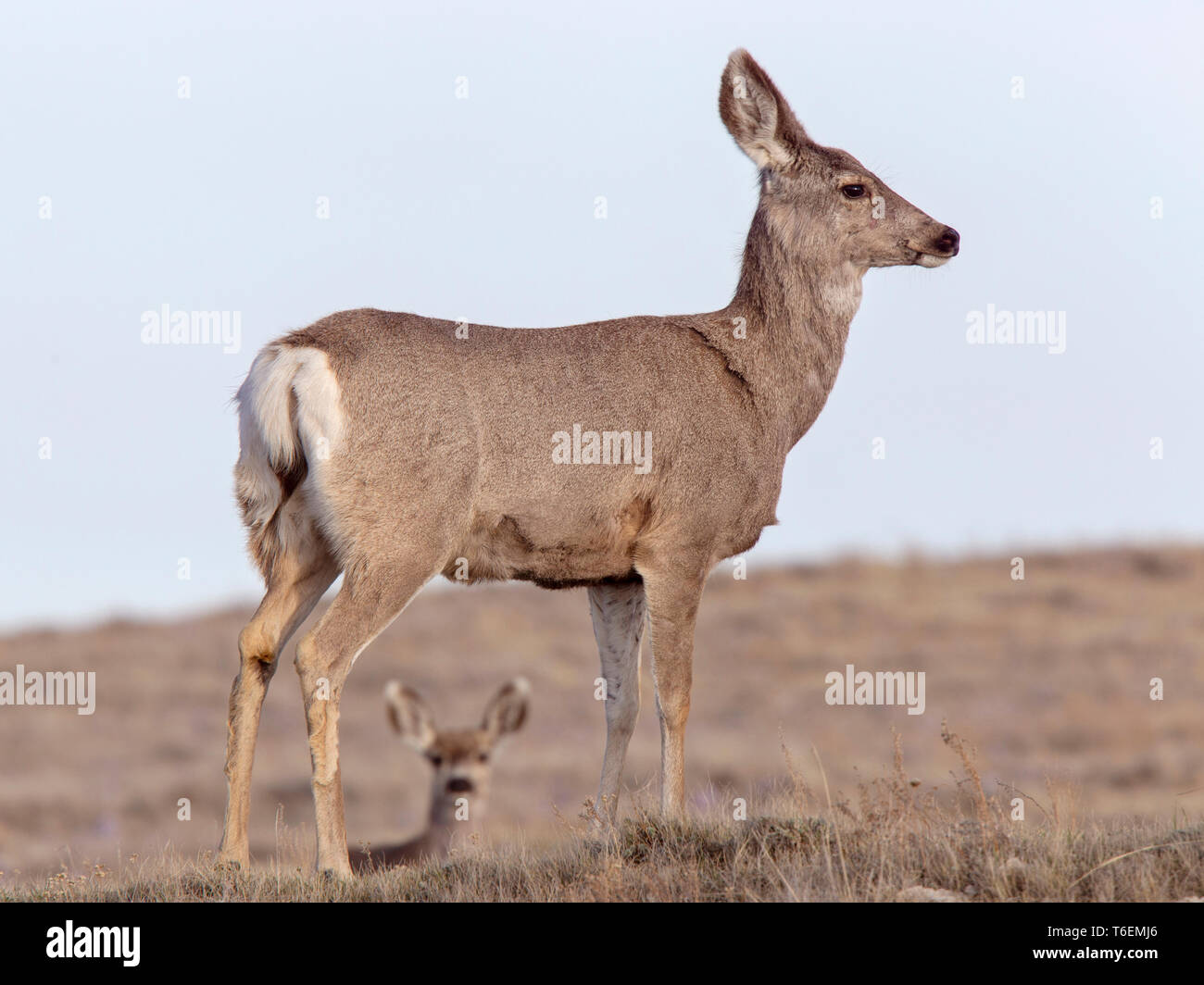 Deer on Ridge and another deer peeking through legs Stock Photo - Alamy