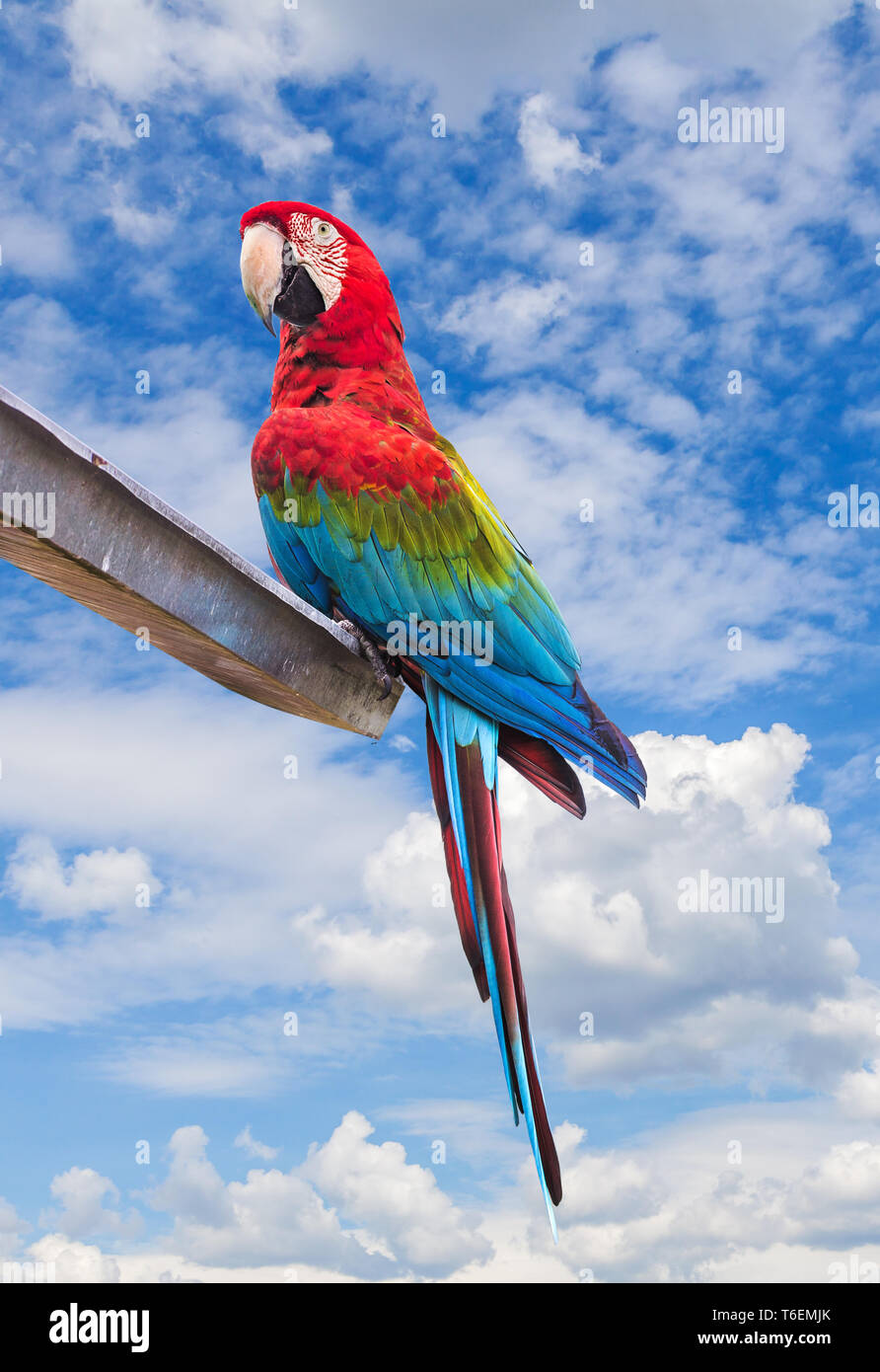 Scarlet parrot hi-res stock photography and images - Alamy
