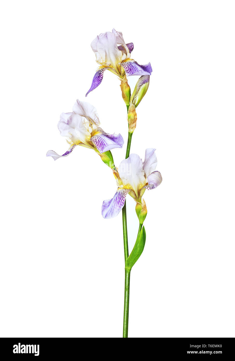 Make iris Cut Out Stock Images & Pictures - Alamy