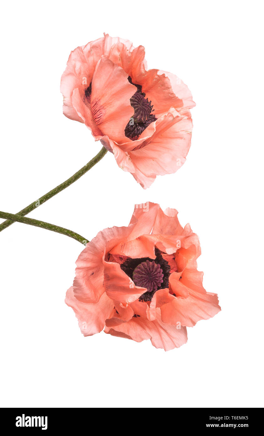 Two poppy flowers hi-res stock photography and images - Alamy