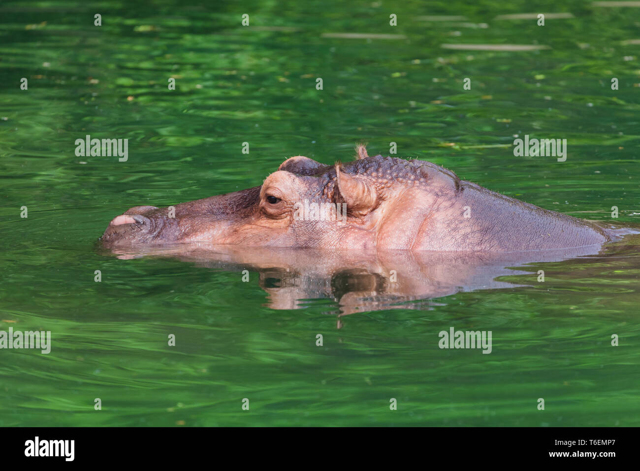 African hippo in water hi-res stock photography and images - Alamy