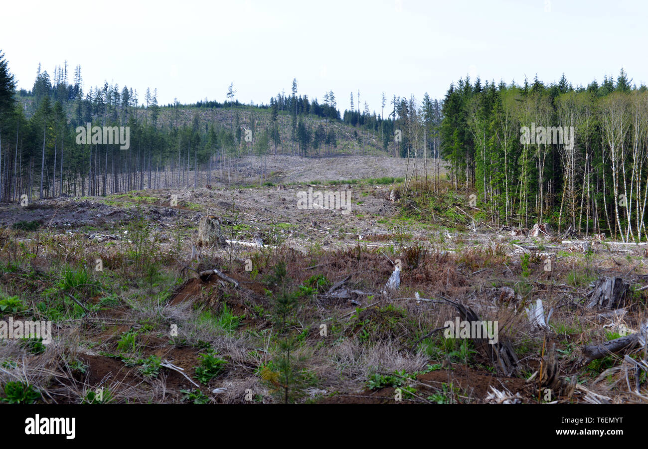 Clear cut land of felled trees and tree stumps reflecting deforestation ...