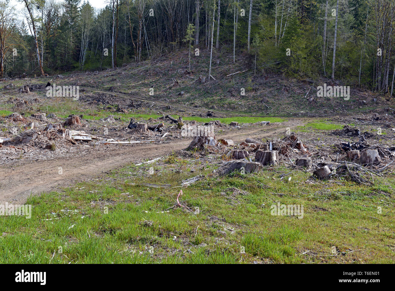Clear cut land of felled trees and tree stumps reflecting deforestation ...