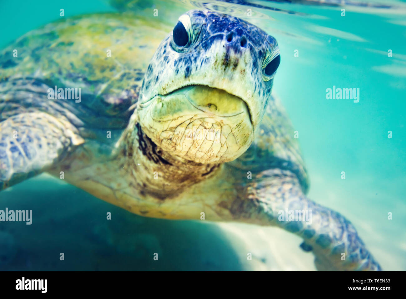 Turtle at Hikkaduwa beach Stock Photo - Alamy