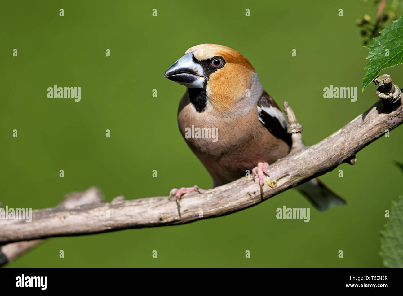 Portrait beautiful hawfinch bird hi-res stock photography and images ...