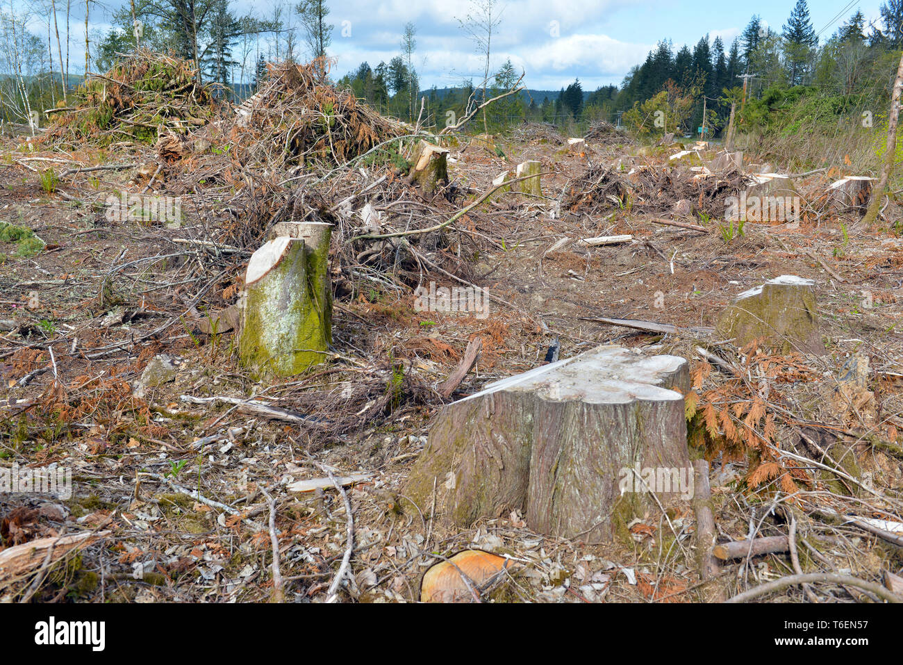 Clear cut land of felled trees and tree stumps reflecting deforestation ...