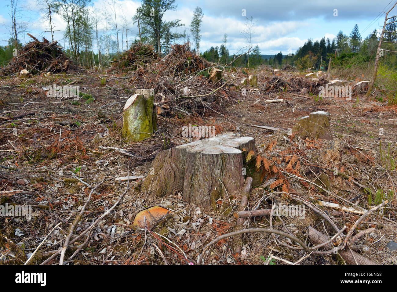 Clear cut land of felled trees and tree stumps reflecting deforestation ...