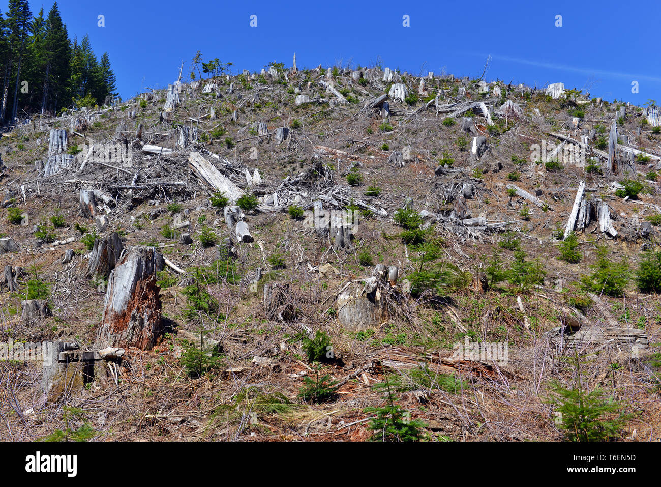Clear cut land of felled trees and tree stumps reflecting deforestation ...