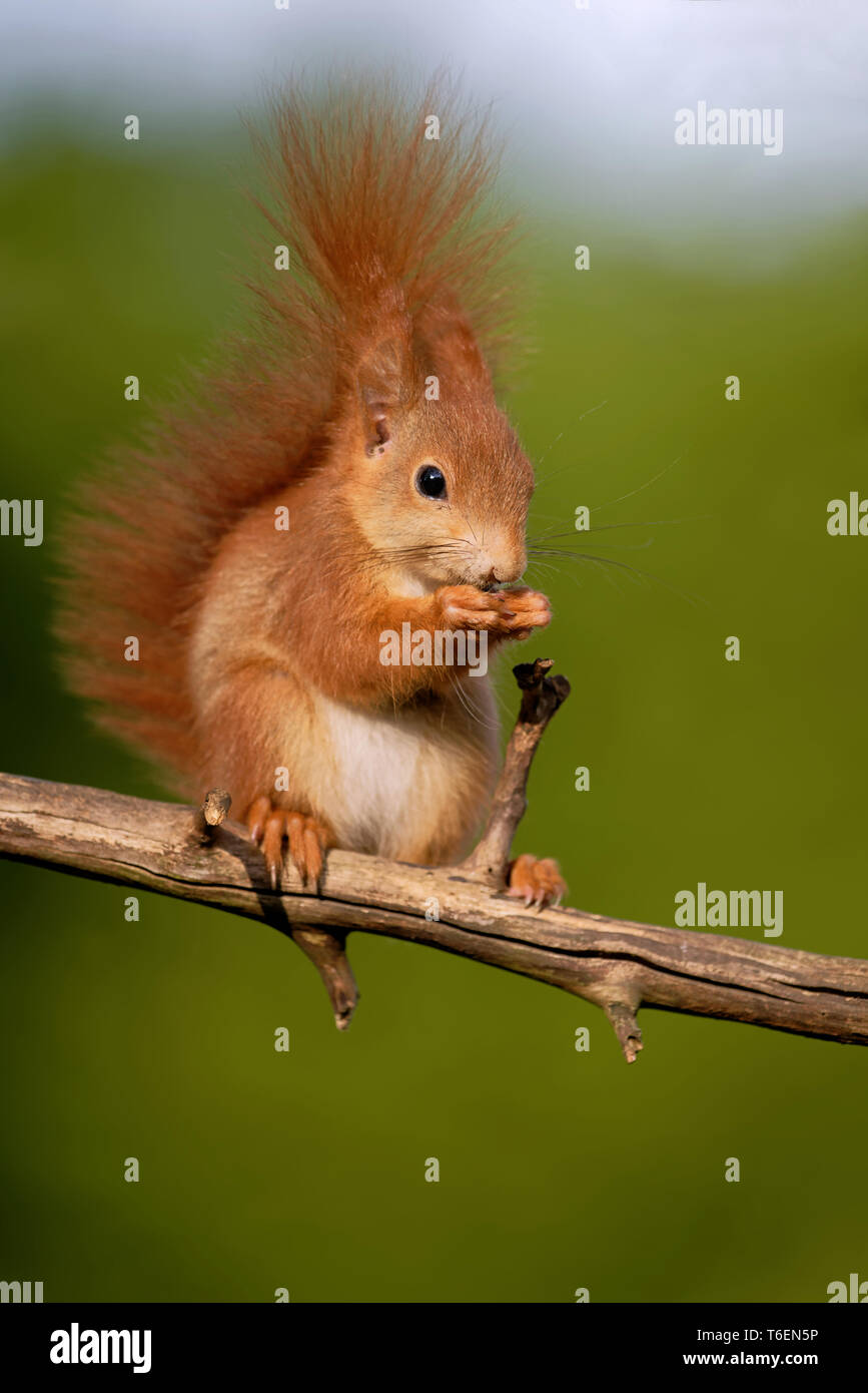 Seed eating animals hi-res stock photography and images - Alamy
