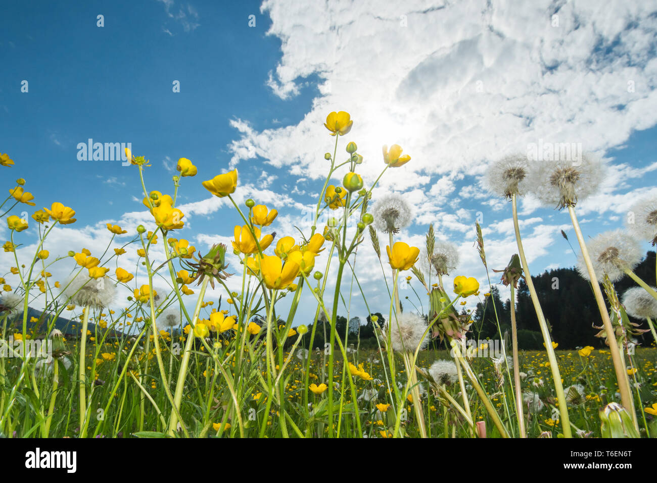 Allgauwiese hi-res stock photography and images - Alamy