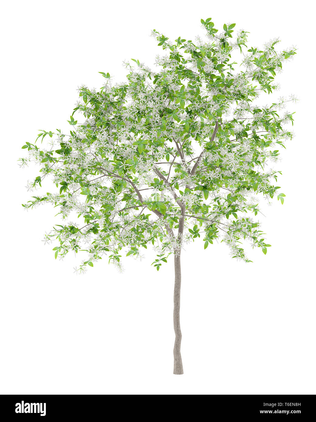 flowering lemon tree isolated on white background Stock Photo - Alamy