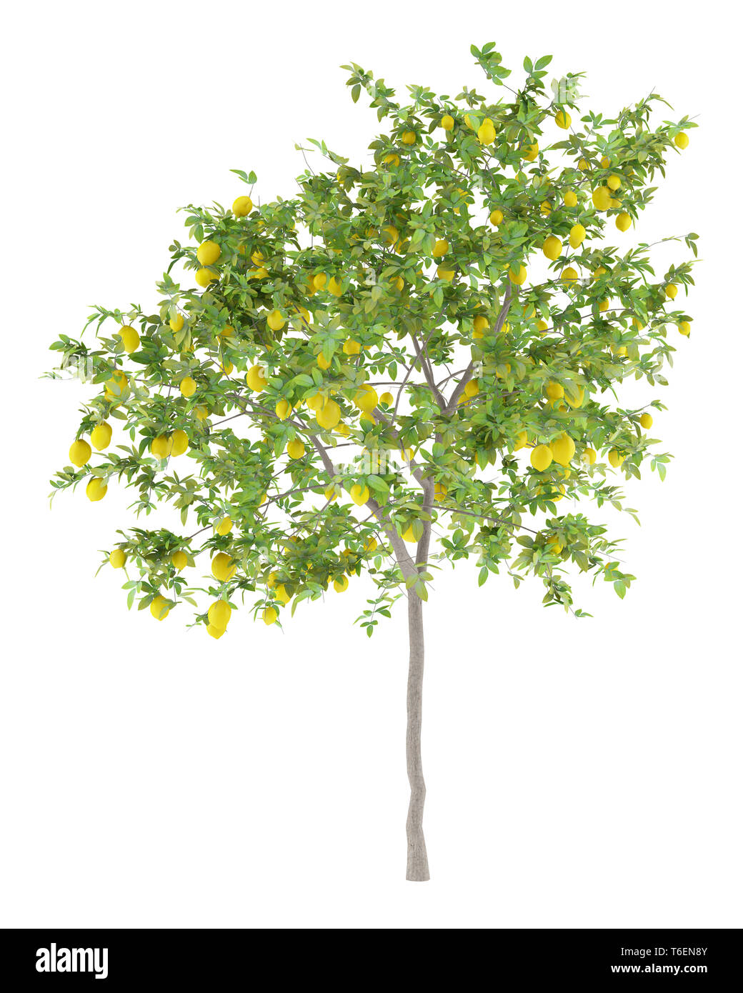 lemon tree with lemons isolated on white background Stock Photo - Alamy