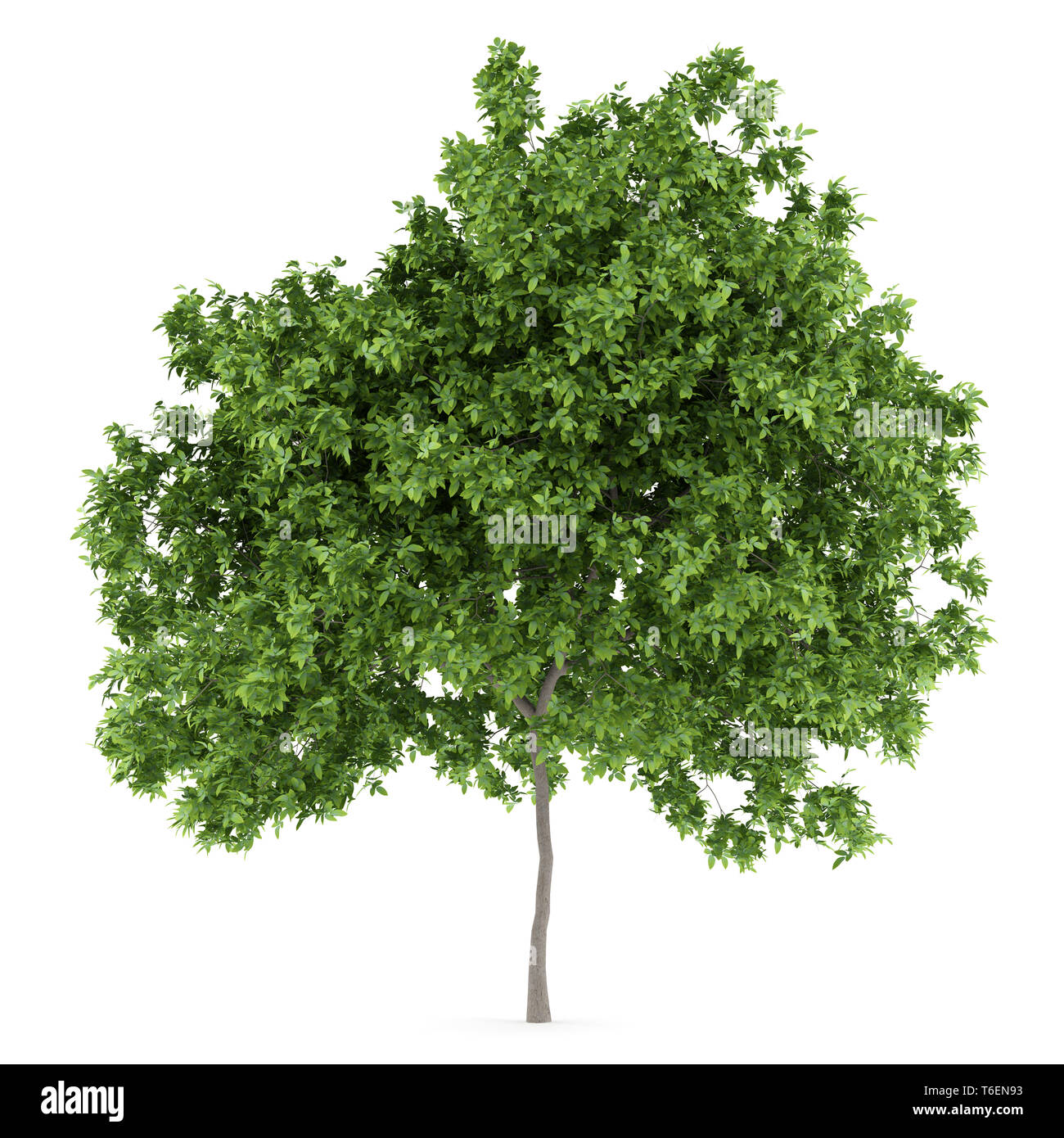 lemon tree isolated on white background Stock Photo - Alamy