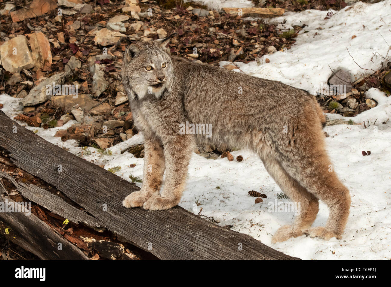 North America; United States; Montana; Wildlife; Mammals; Predators ...