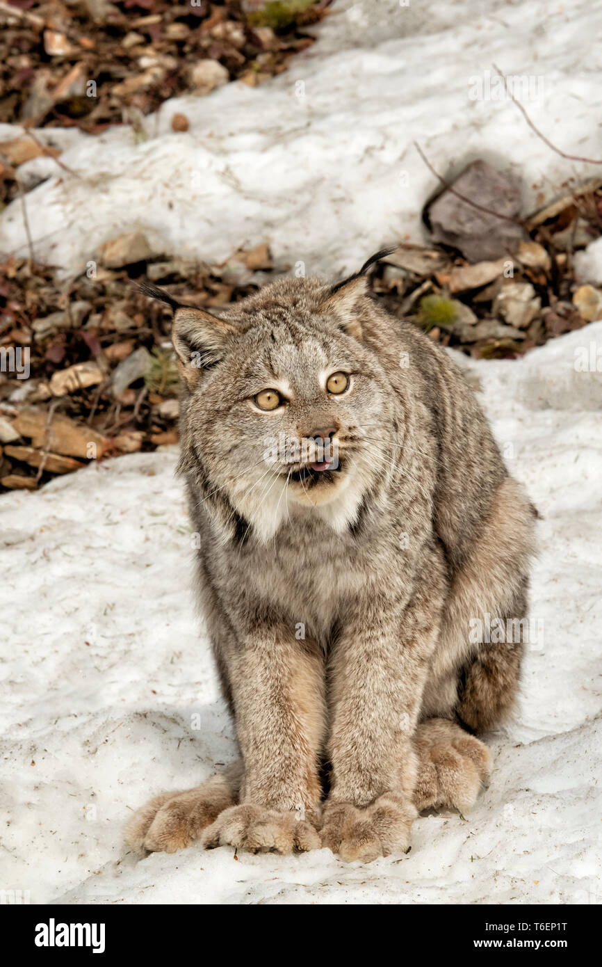 North America; United States; Montana; Wildlife; Mammals; Predators ...