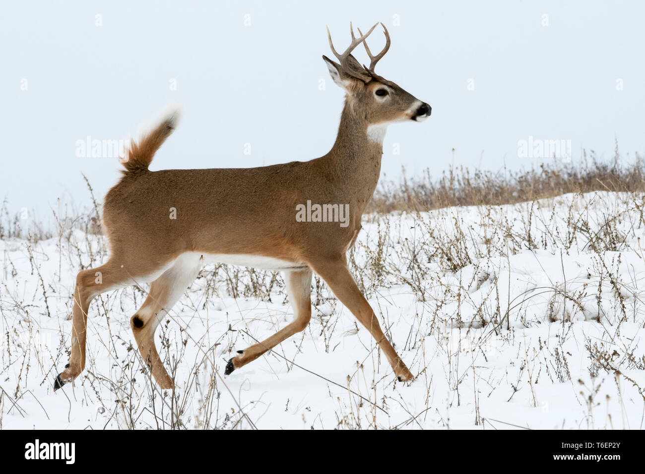 North America; Unites States; Montana; National Bison Range; Wildlife ...