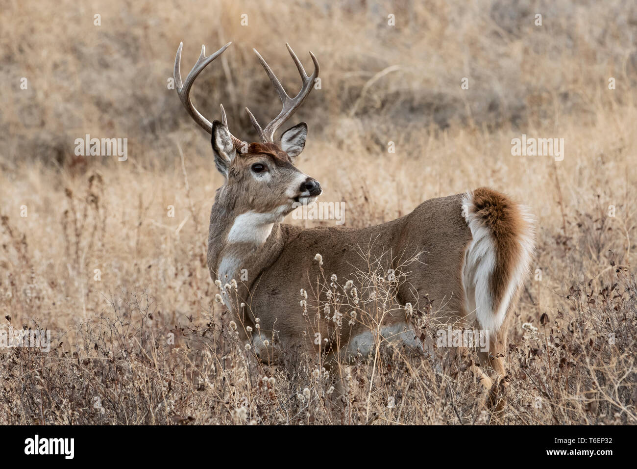 North America; Unites States; Montana; National Bison Range; Wildlife ...