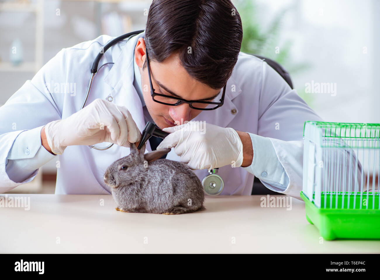 Vet doctor checking up rabbit in his clinic Stock Photo - Alamy