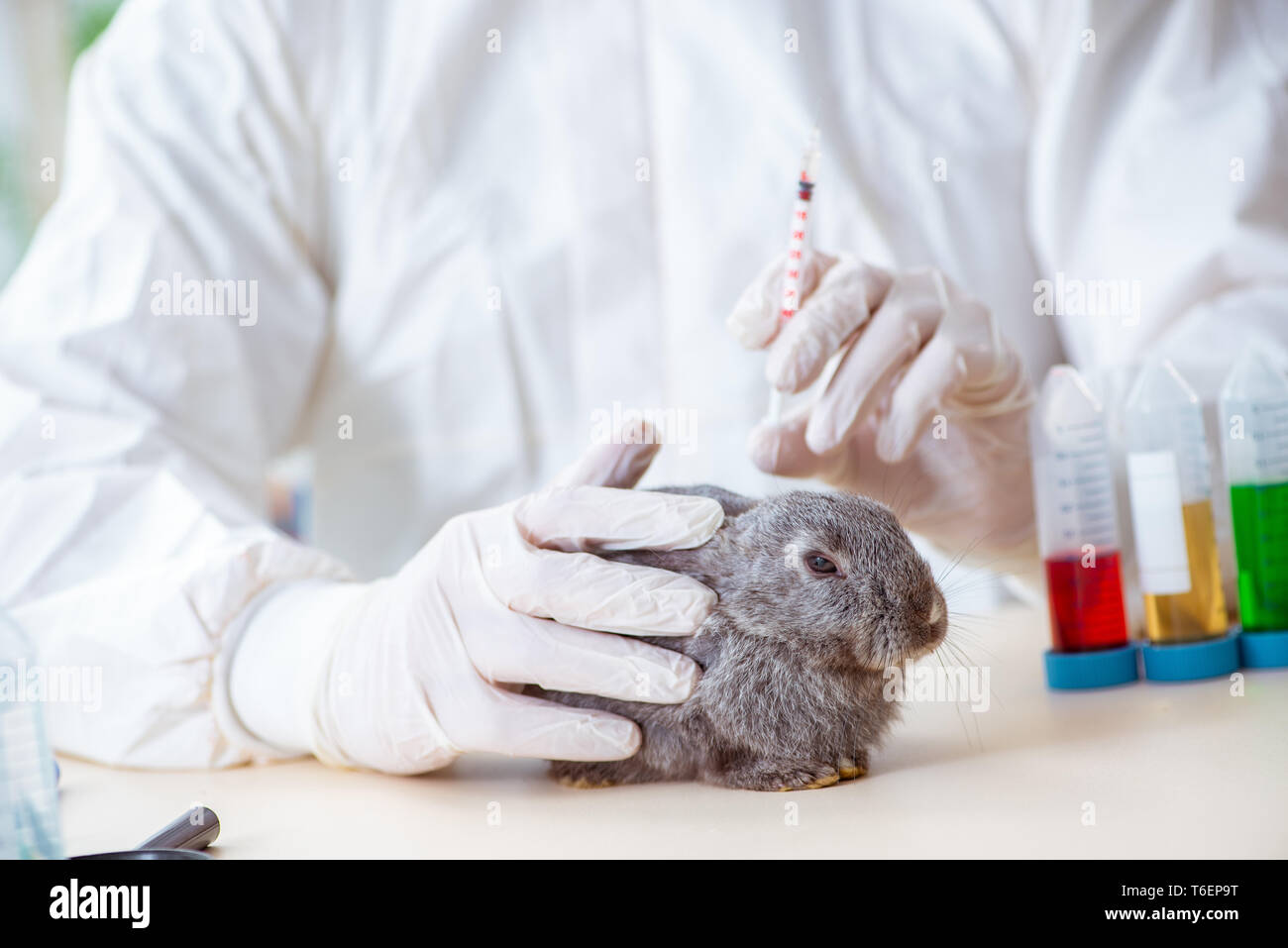 Vet doctor checking up rabbit in his clinic Stock Photo - Alamy