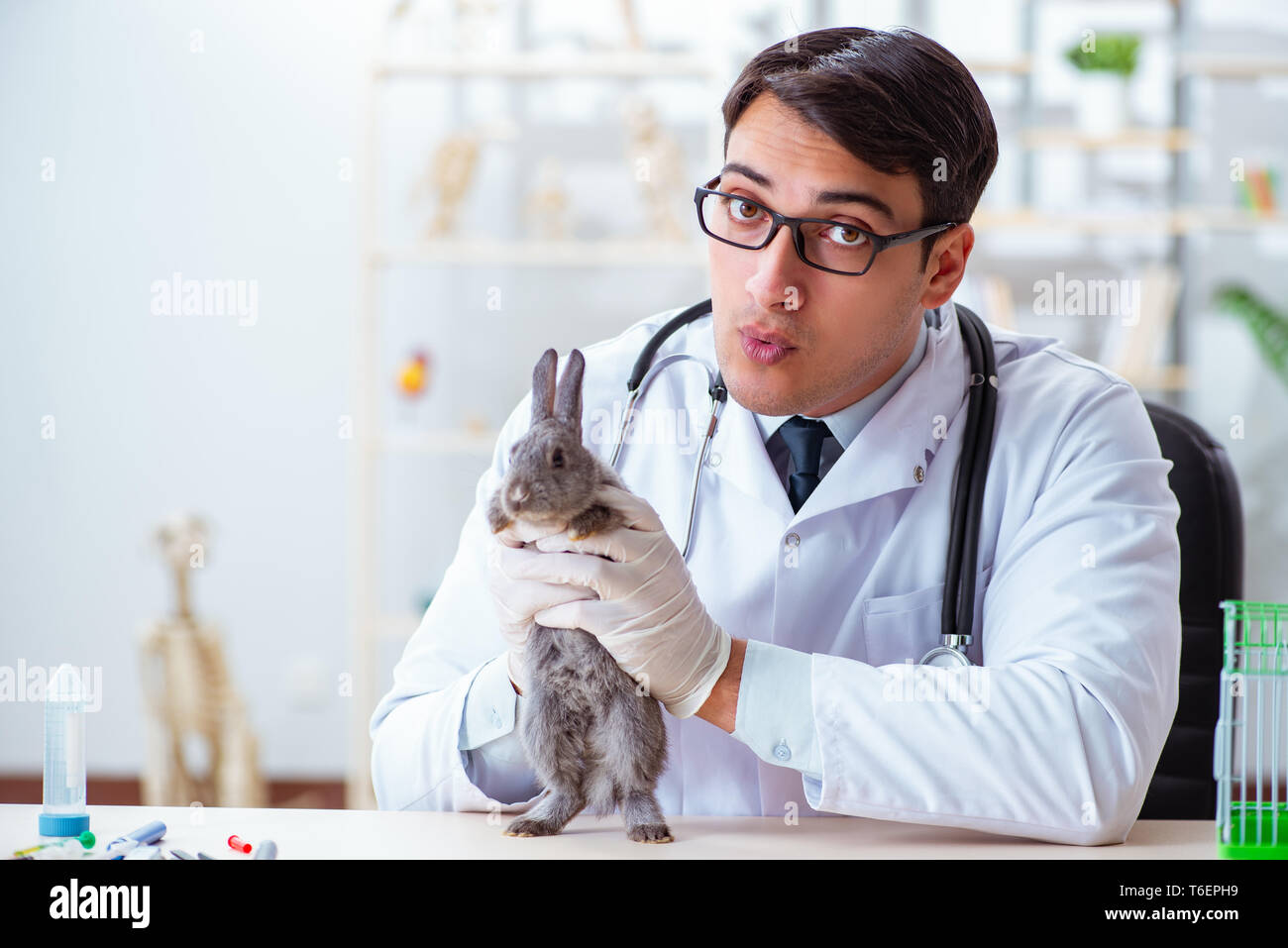 Vet doctor checking up rabbit in his clinic Stock Photo - Alamy