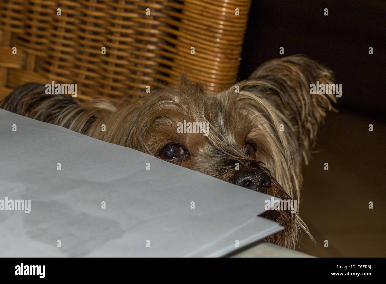 A small dog peeps from below some papers on a table image with copy ...