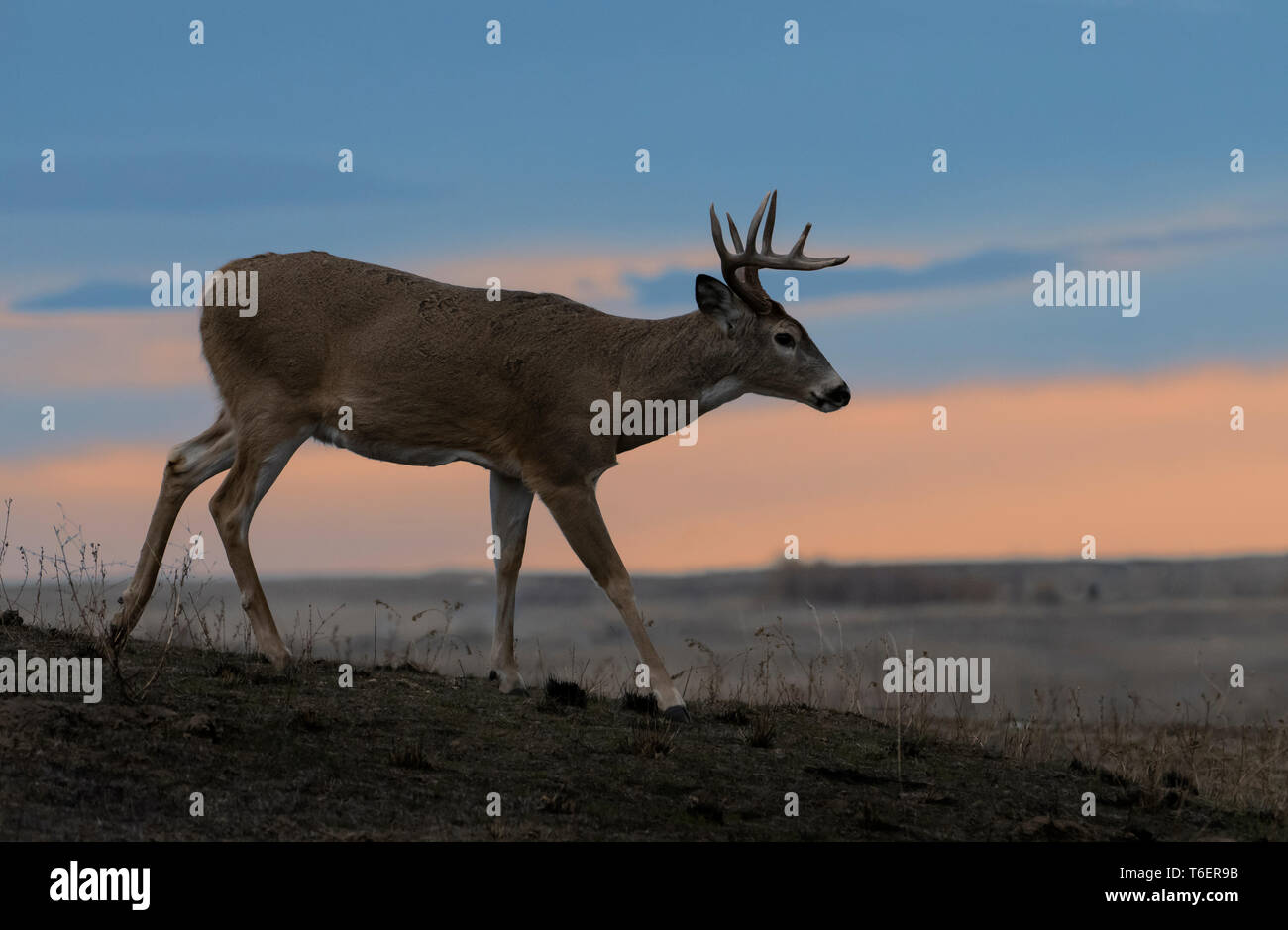 North America; Unites States; Montana; National Bison Range; Wildlife ...