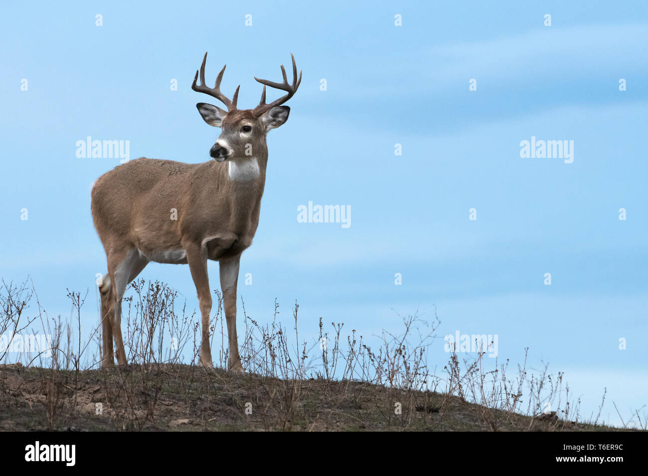 North America; Unites States; Montana; National Bison Range; Wildlife ...