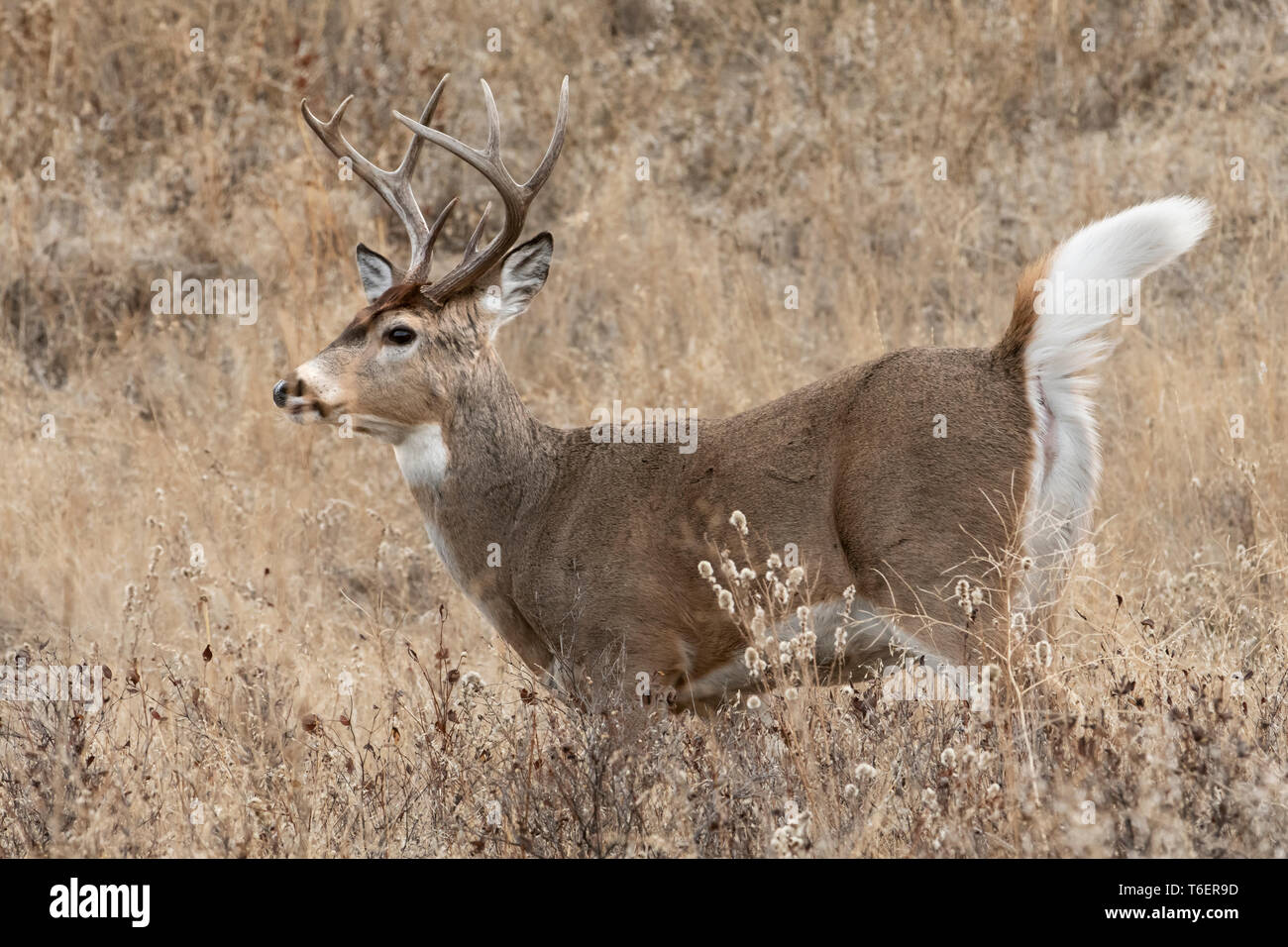 North America; Unites States; Montana; National Bison Range; Wildlife ...