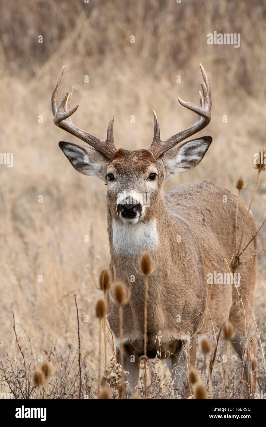 North America; Unites States; Montana; National Bison Range; Wildlife ...