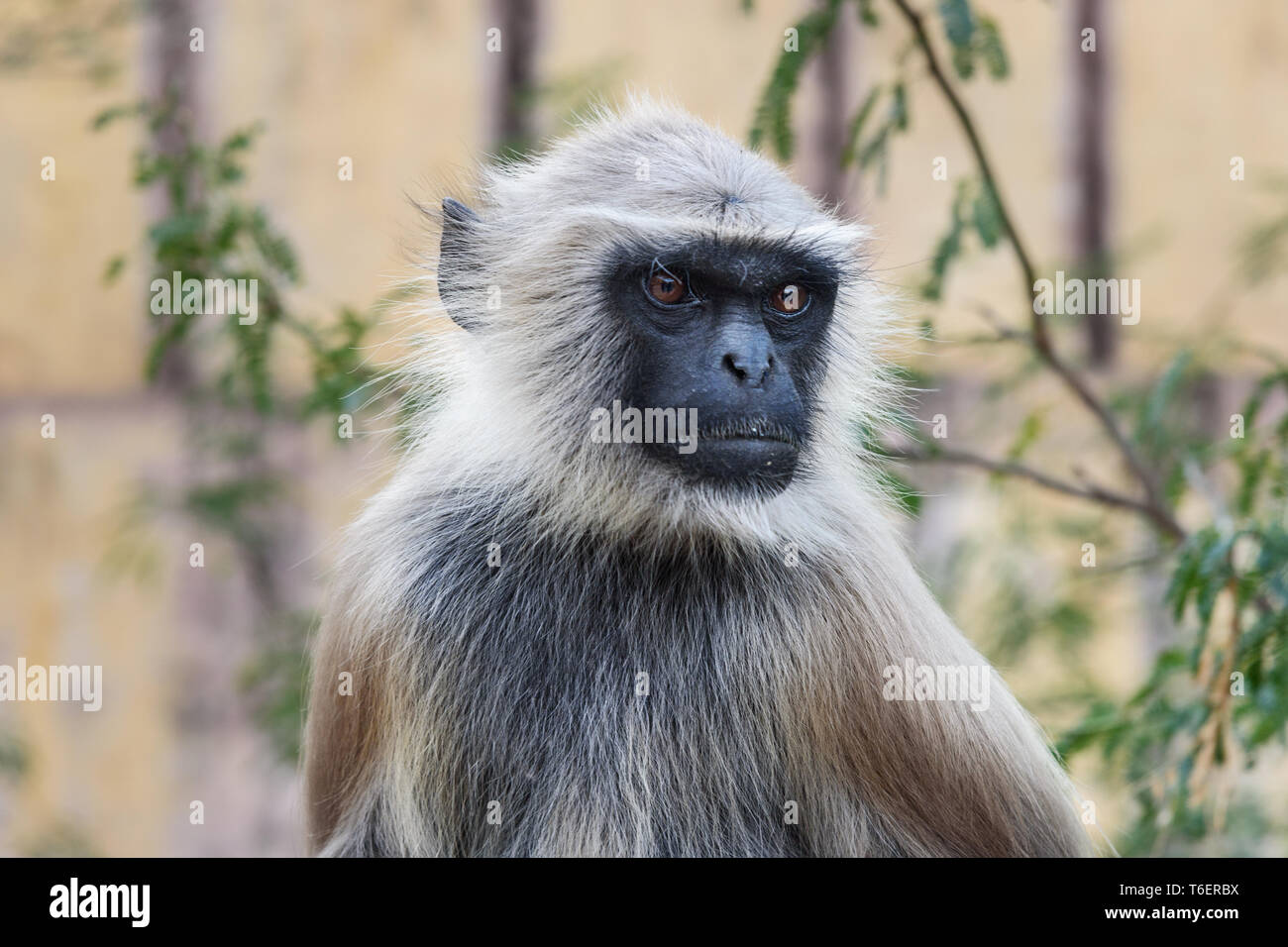 Portrait of Gray langur monkey in Amber fort. Rajasthan. India Stock ...