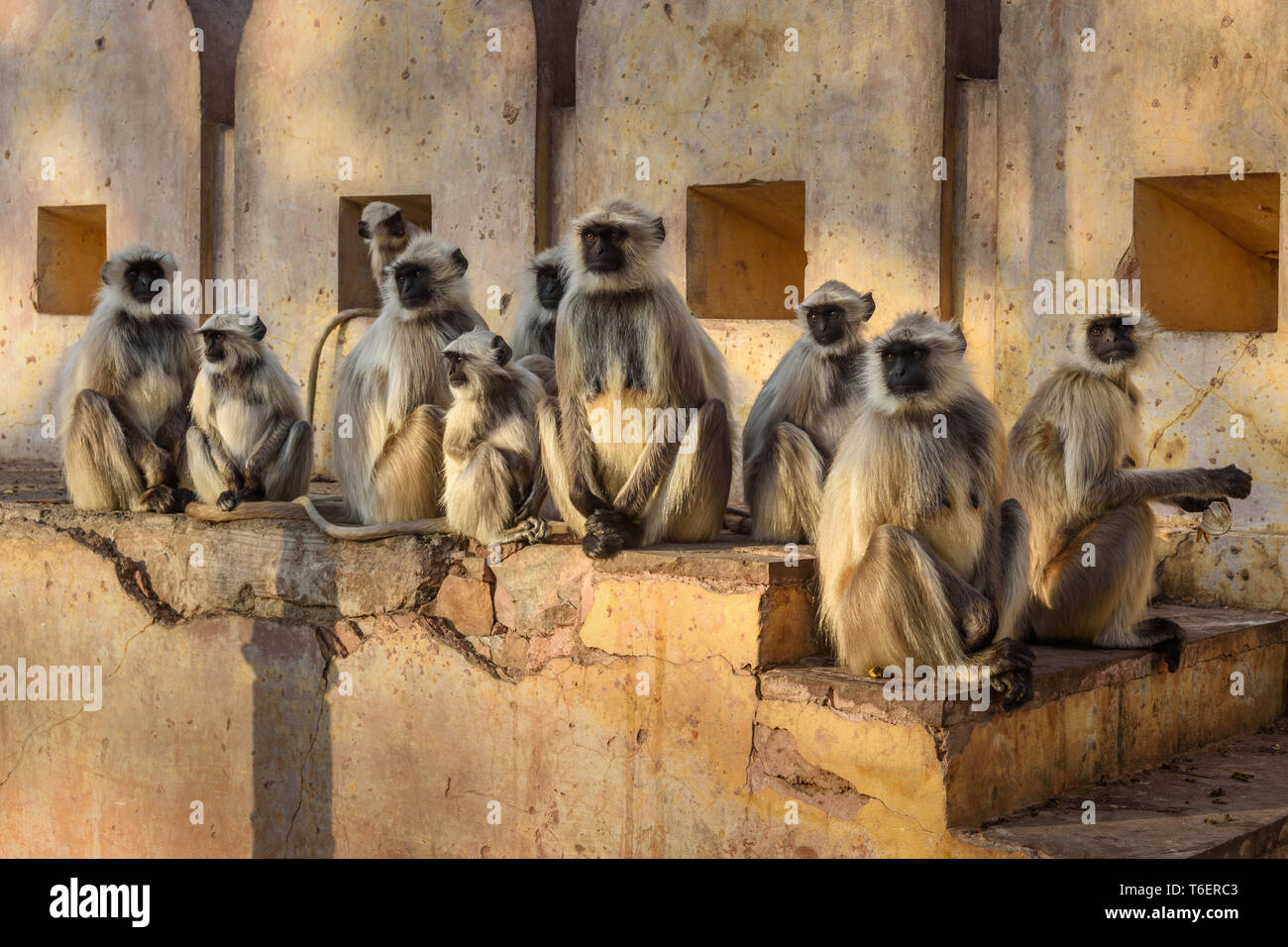Gray langurs monkeys in Amber fort. Rajasthan. India Stock Photo - Alamy