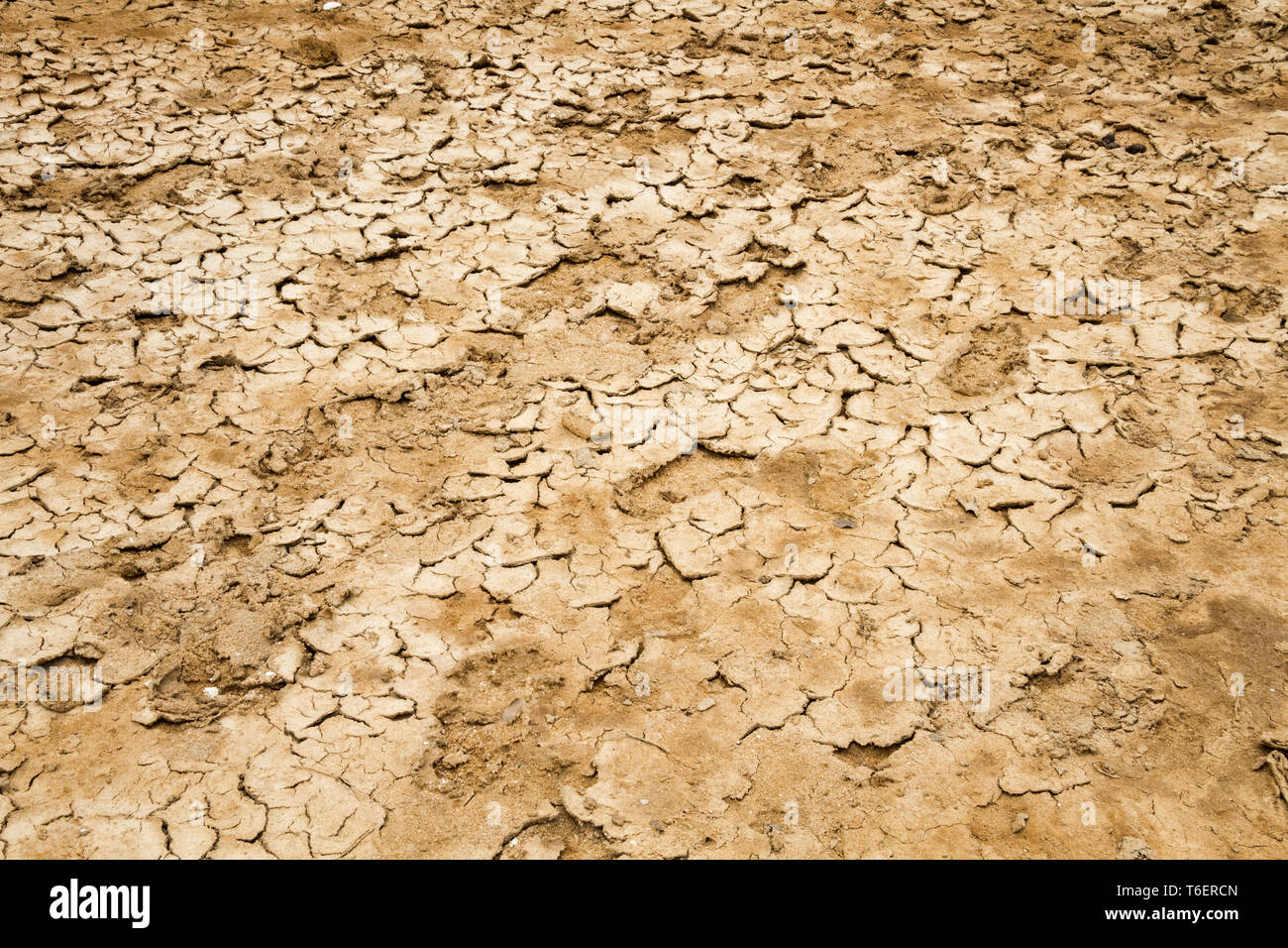 cracked dry sandy earth Stock Photo - Alamy