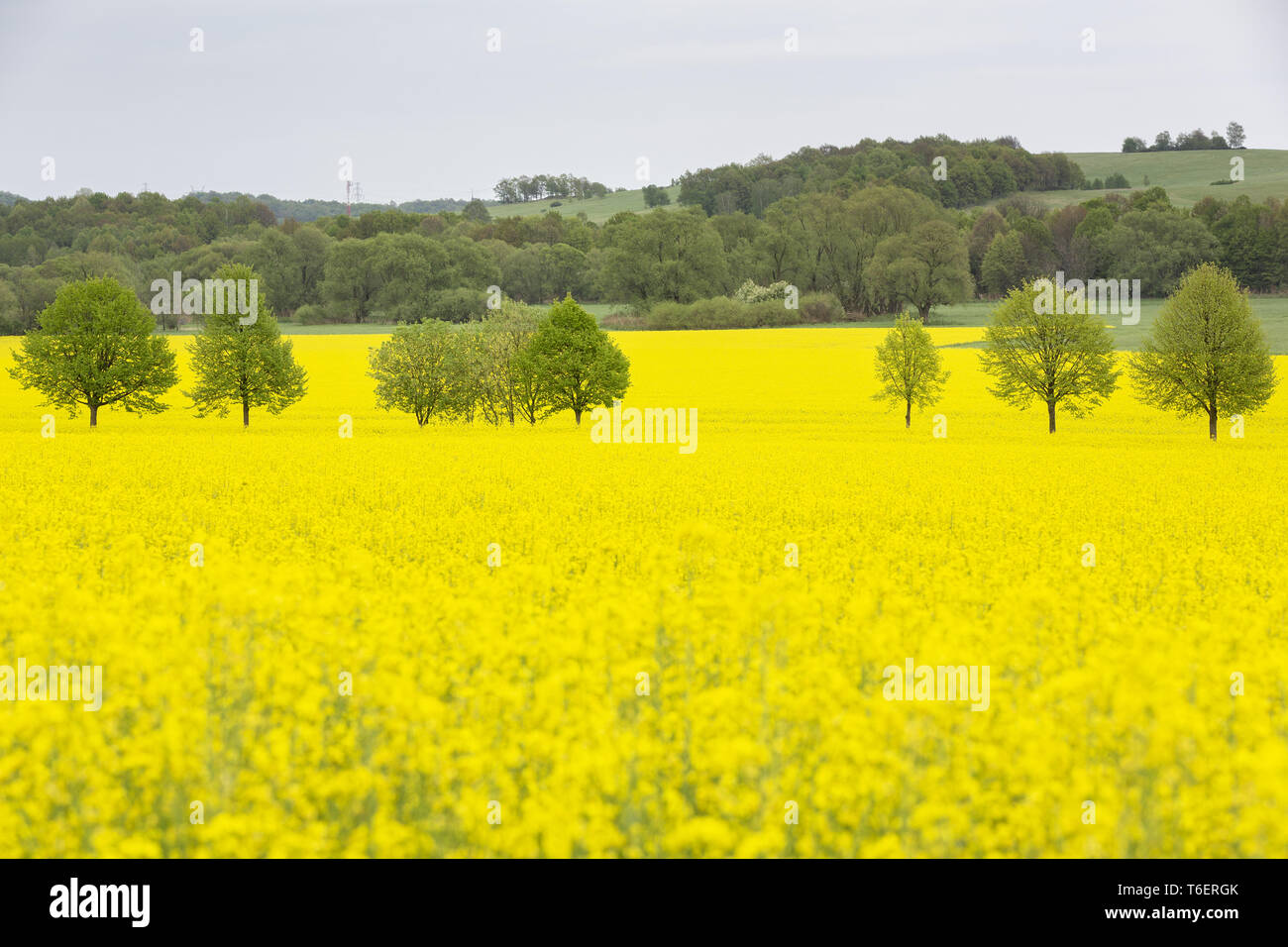 Blooming Colza Field, Eastern Germany Stock Photo - Alamy