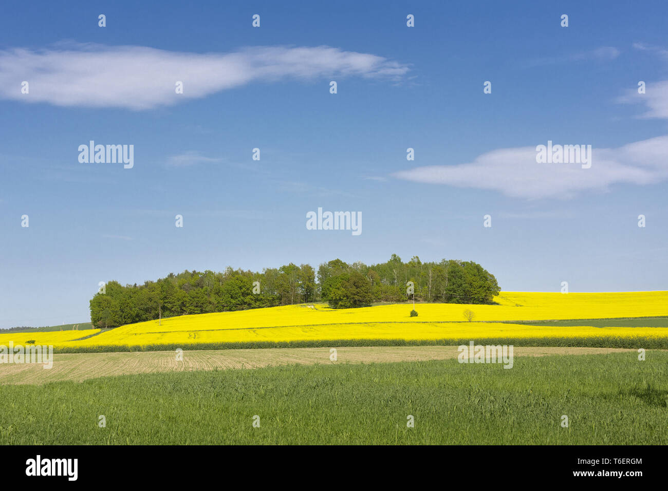 Blooming Colza Field, Eastern Germany Stock Photo - Alamy