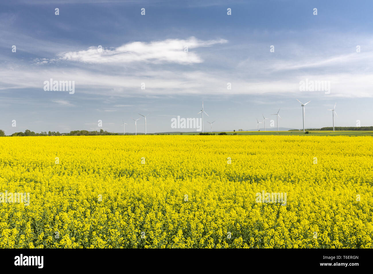 Blooming Colza Field, Eastern Germany Stock Photo - Alamy